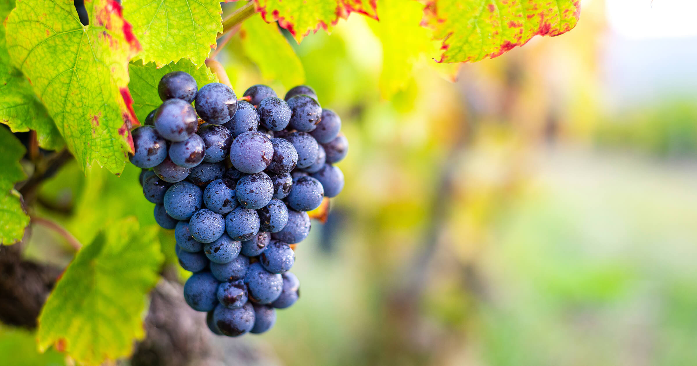 Gamay Gamay